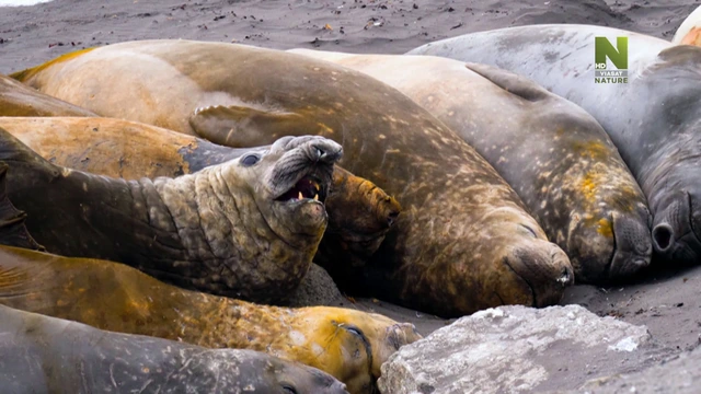 Tyyni valtameri | Ruutu