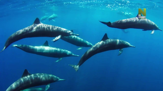 Tyyni valtameri | Ruutu