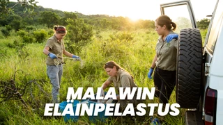 Tyyni valtameri | Ruutu