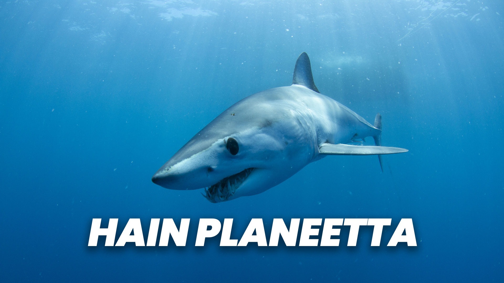 Hain planeetta | Ruutu