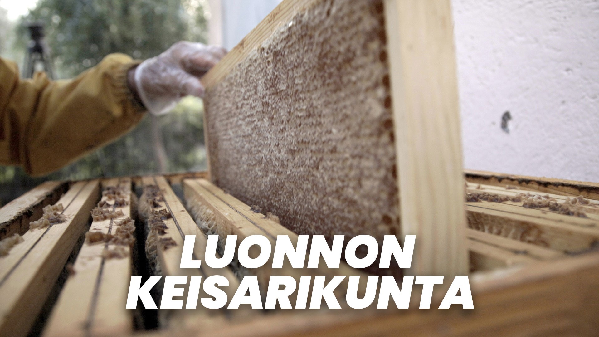 Luonnon keisarikunta | Ruutu